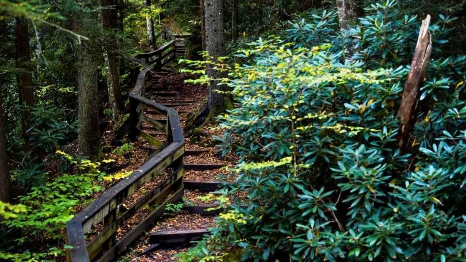 Former Park Rangers Expose the 8 Secret Trails in America That Never ...